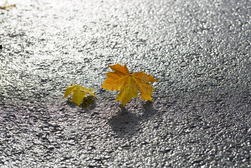 Pair of Maple Leaves on Tarmac Stock Photo - Image of leaves, street ...