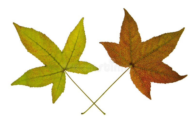 Pair of Maple Leaves on White Background Stock Photo - Image of cross ...