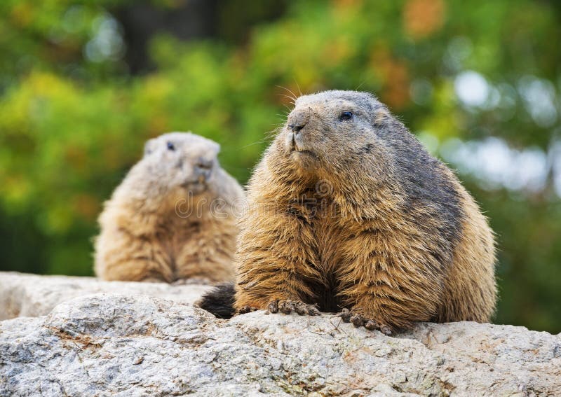 Pair of marmots stock photo. Image of groundhog, funny - 45551236