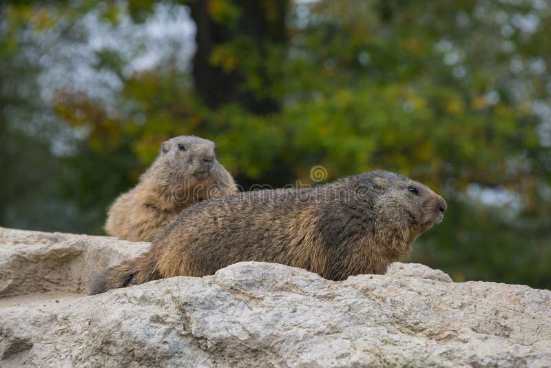 Pair of marmots stock photo. Image of pair, head, mountains - 45551252