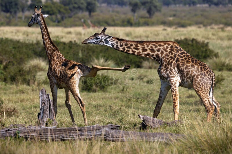 Pair of Masai Giraffes Fighting on a Grass Field Captured in Wilderness ...
