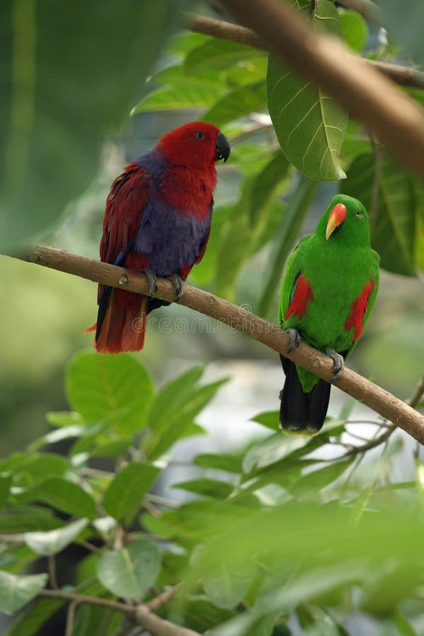 Pair of Mated Eclectus Parrots Editorial Image - Image of hidden ...