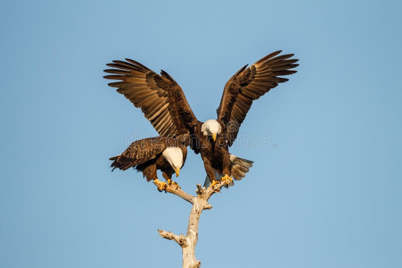 Eagles Stock Images - Download 12,632 Royalty Free Photos