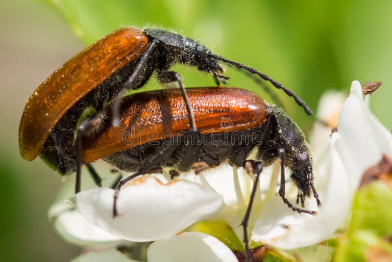 A Pair of Mating Bugs on a Warm Early Spring Day Stock Image - Image of ...