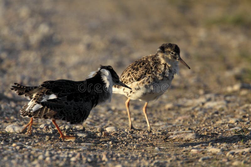 Pair of Mating Ruff Birds on Grassy Wetlands during a Spring Nesting ...