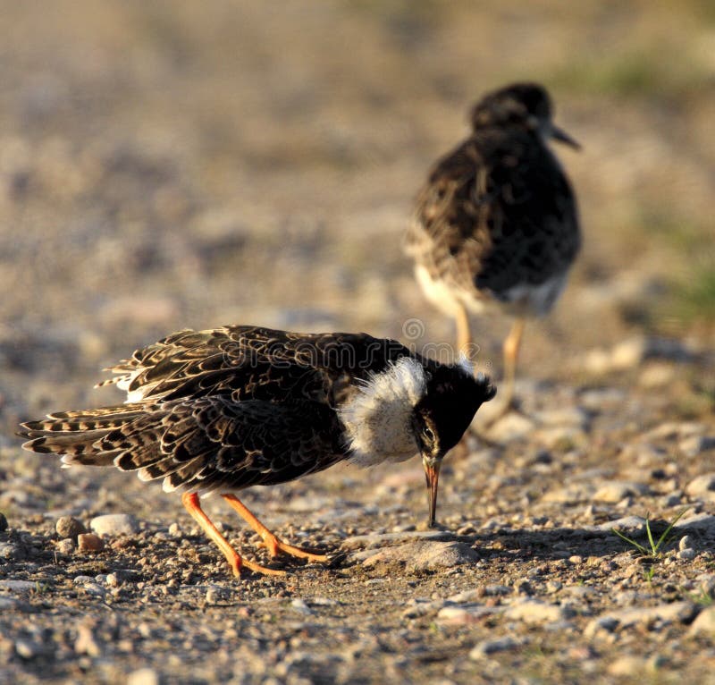 Mating Pair of Common Kestrel Birds on a City Building Chimney during ...