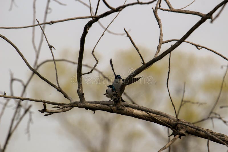 A Pair of Mating Tree Swallows Perched on a Nesting Box Singing To Each ...