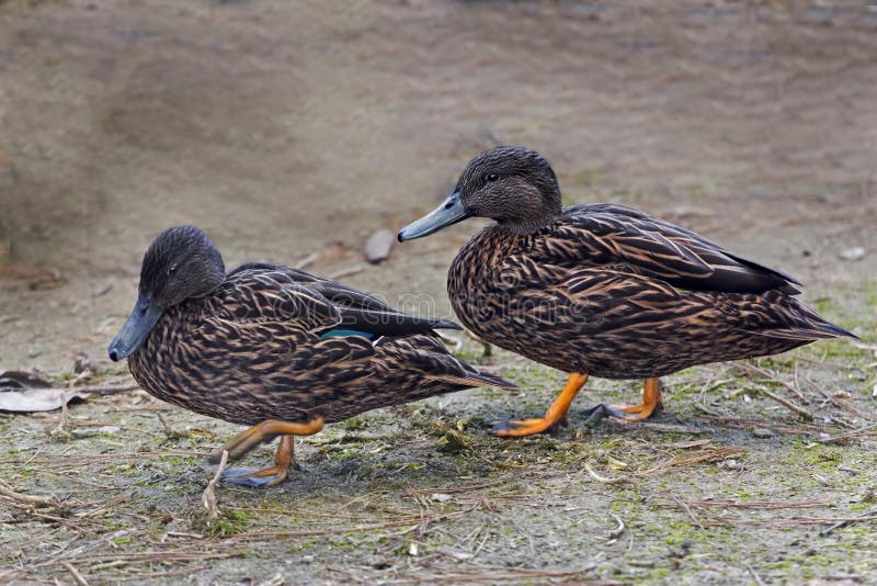 Pair of Meller`s Duck, Anas Melleri, on Shore Stock Image - Image of ...