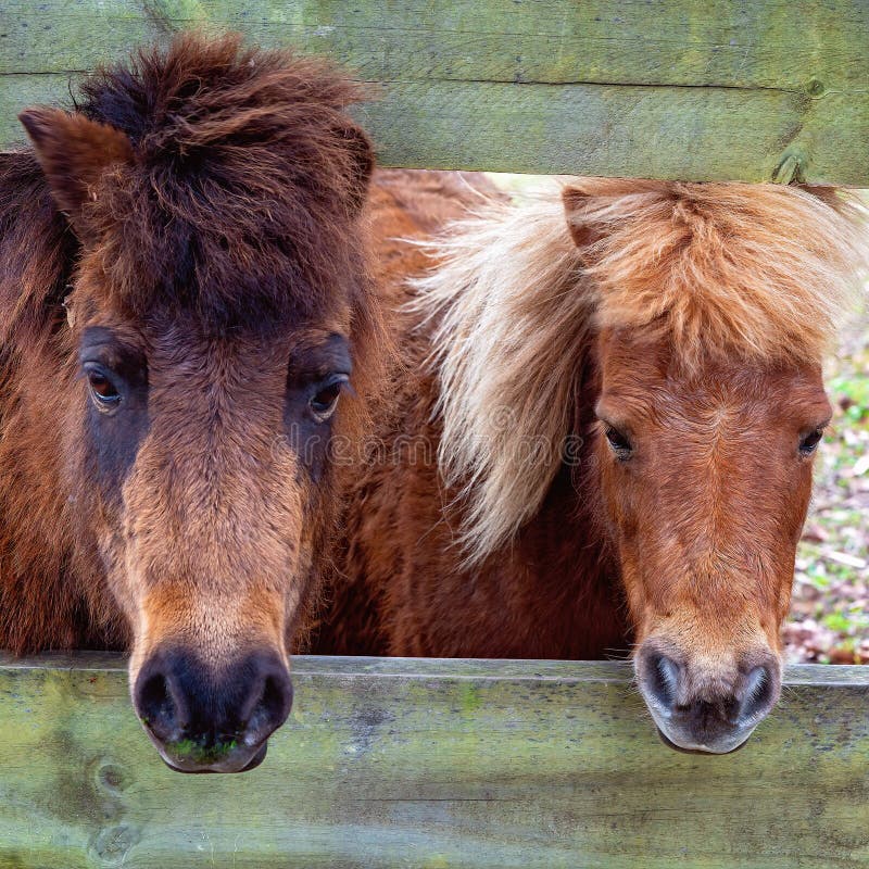 A Pair of Miniature Horses stock image. Image of mammals - 193086397