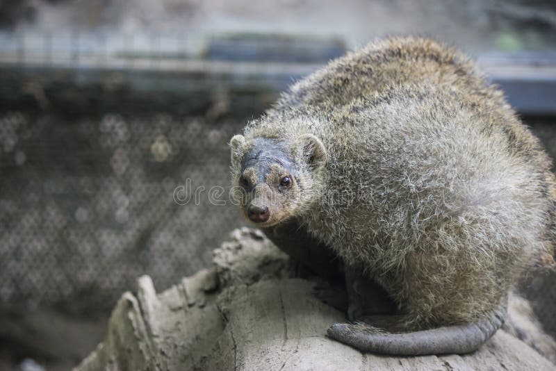 Pair of mongoose stock image. Image of helsinki, biology - 55884389