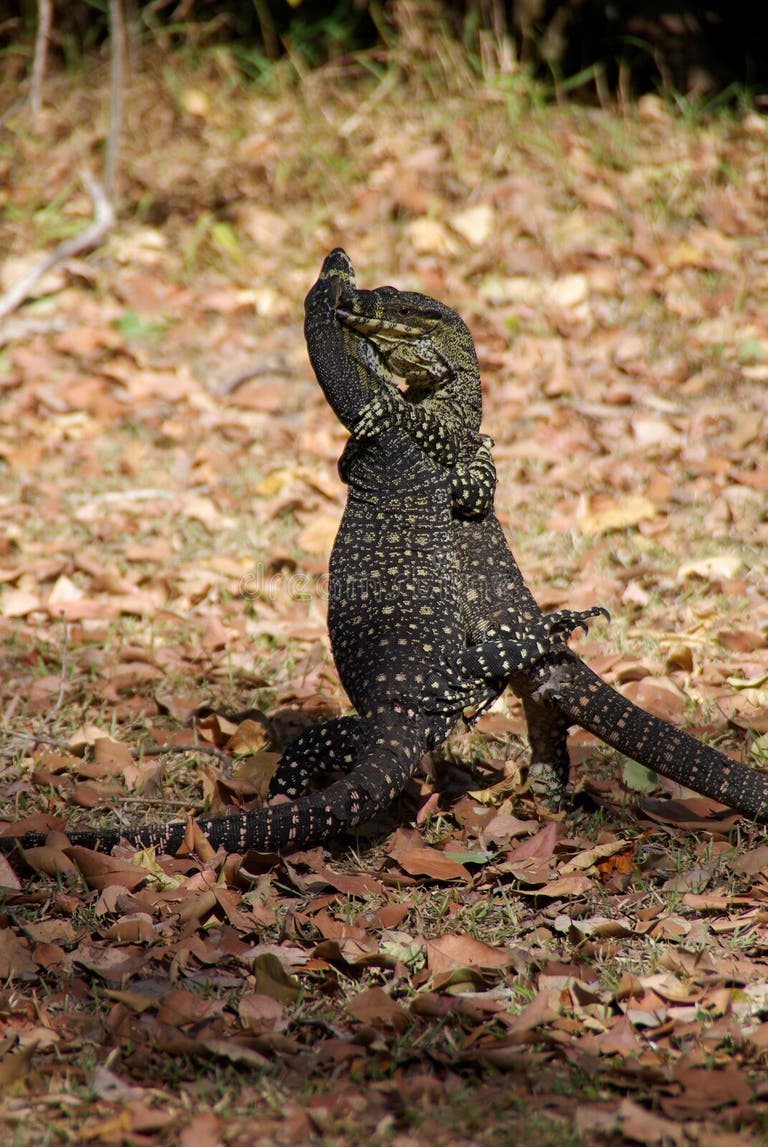 Monitor Lizards Hugging Stock Photos - Free & Royalty-Free Stock Photos ...