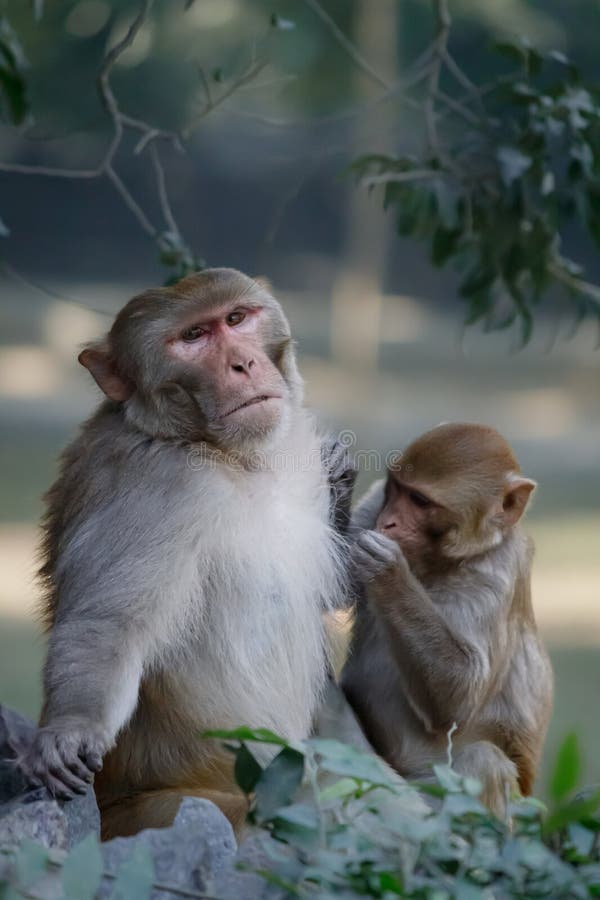 Pair of Monkeys Engaging in Classic Grooming Behavior in a Zoo Stock ...