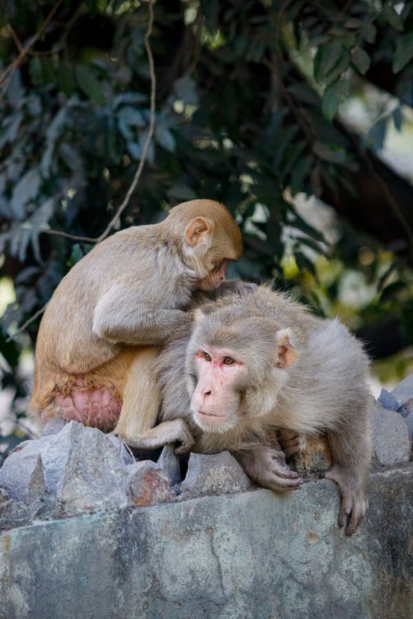 Pair of Monkeys Engaging in Classic Grooming Behavior in a Zoo Stock ...