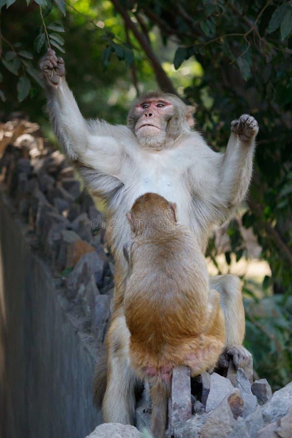 Pair of Monkeys Engaging in Classic Grooming Behavior in a Zoo Stock ...