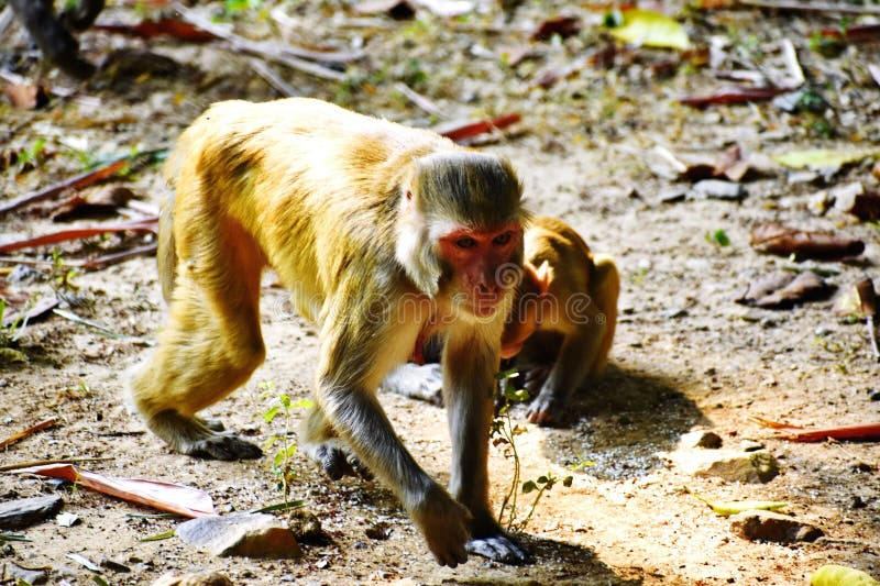 Pair of Monkeys Foraging on the Forest Floor, Surrounded by Dry Leaves ...