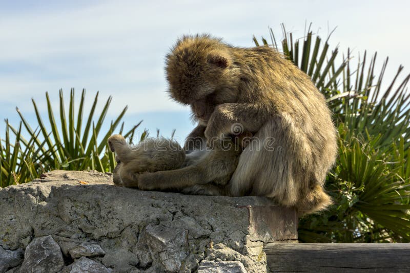 Monkeys in Gibraltar stock image. Image of primate, spain - 74722295
