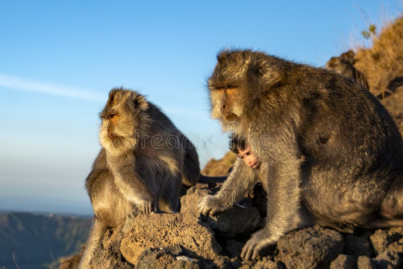Pair of monkeys stock image. Image of wild, furry, couple - 168649521