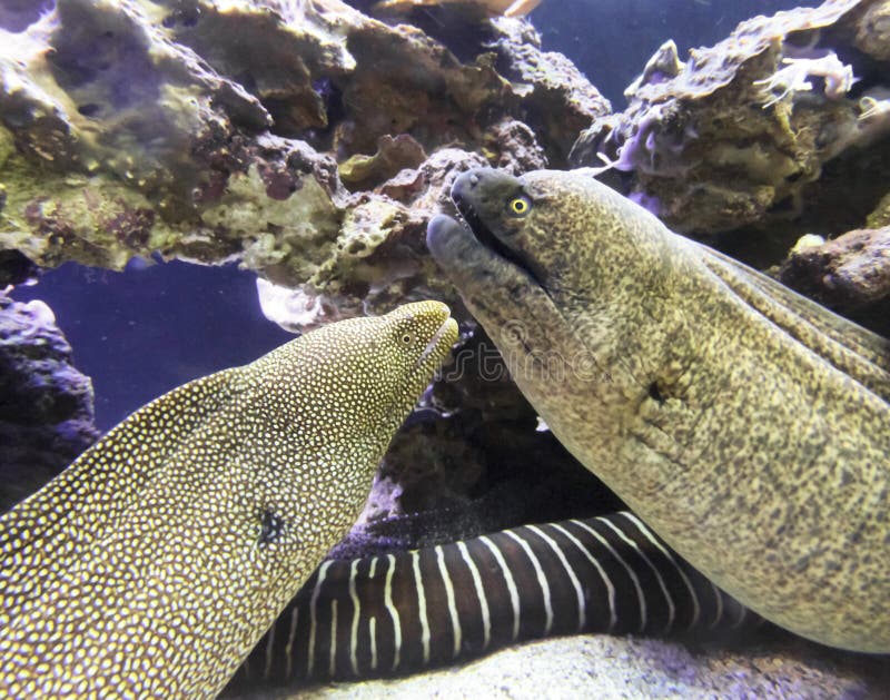 A Pair of Moray Eels on a Reef, Maui, Hawaii Stock Photo - Image of ...