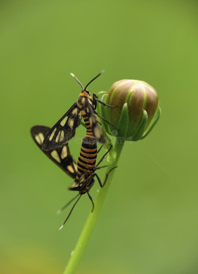 A Pair of Moth Mating on a Flower Stock Image - Image of life, breeding ...