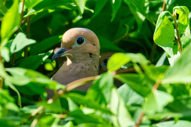 Nesting Mourning Dove stock image. Image of young, mourning - 15164291