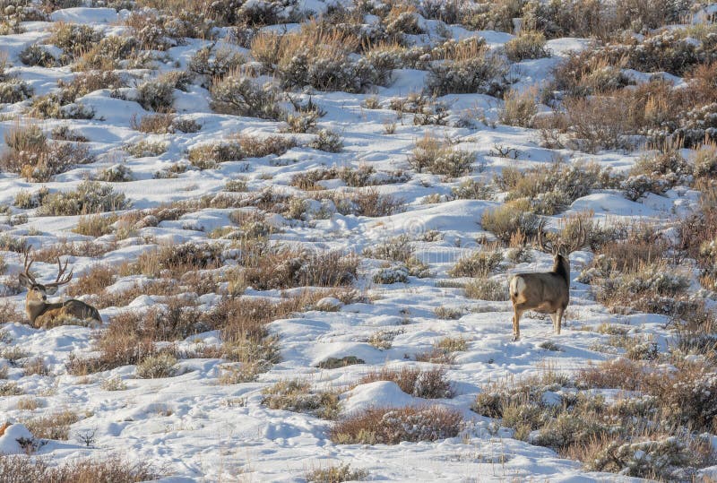 Pair of Mule Deer Bucks in Winter Stock Photo - Image of buck, muley ...