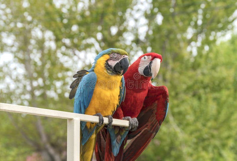 Pair of Multi-colored Macaw Parrots Stock Image - Image of branch ...
