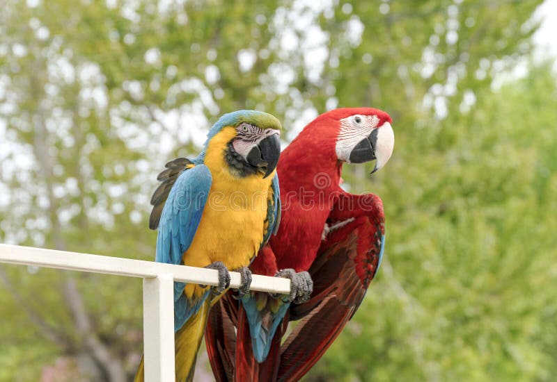 Pair of Multi-colored Macaw Parrots Stock Image - Image of natural ...