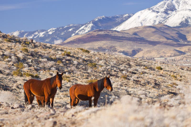 Wild Mustangs in Field, Nevada Stock Image - Image of field, rural ...