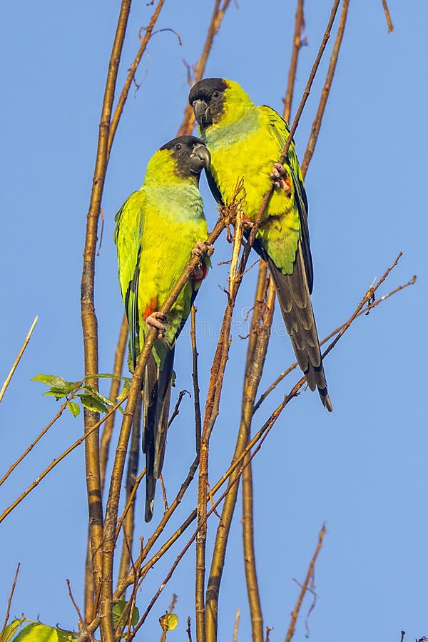 Pair of Nanday Conures in a Tree Stock Photo - Image of nature ...