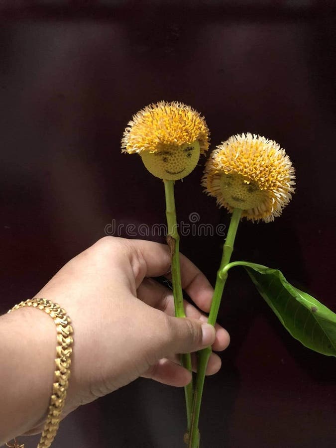 A Pair of Nicely Designed Bur-flower Stock Photo - Image of nature ...