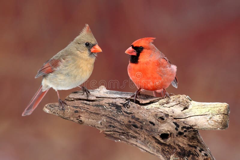 Pair of Northern Cardinals stock photo. Image of feathers - 17963056