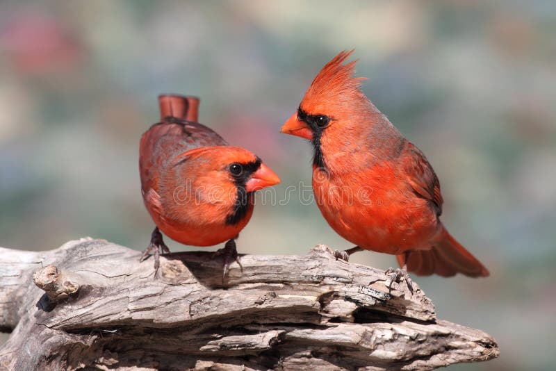 Pair of Northern Cardinals stock image. Image of couple - 4386677