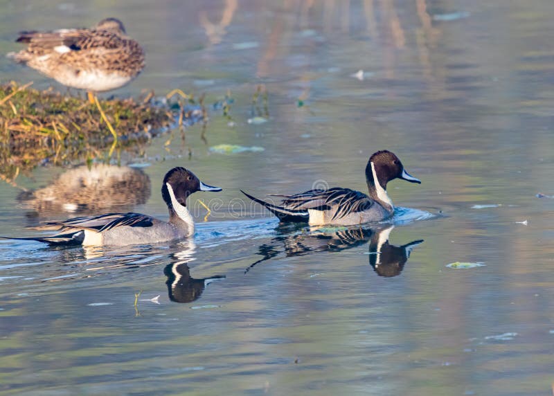 A Pair of Northern Pin Tail Duck Stock Image - Image of anas, water ...