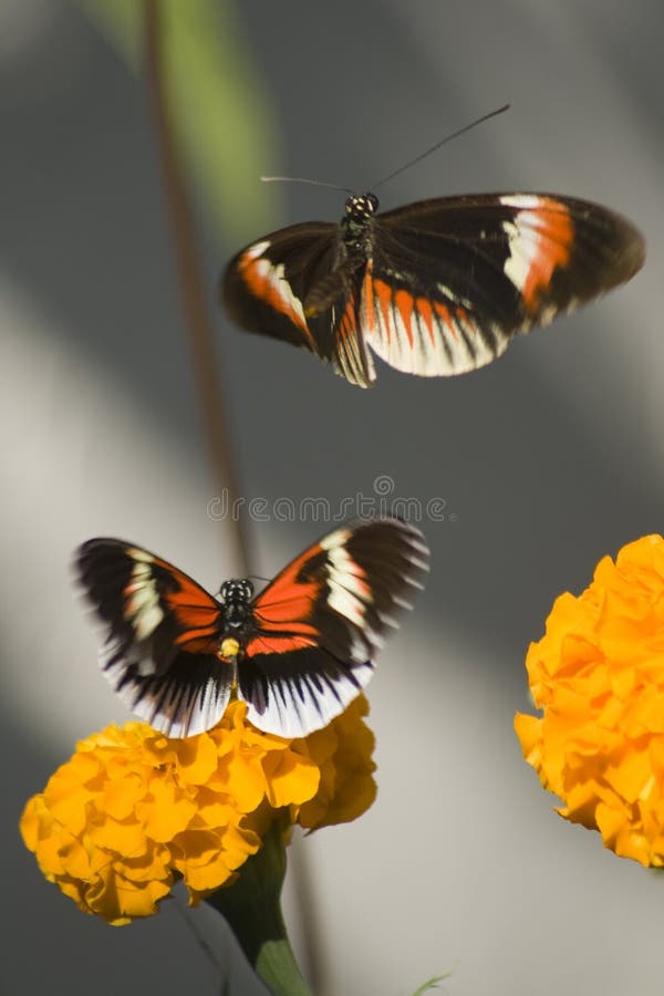 Two numata butterflies stock photo. Image of wings, flowers - 4226272