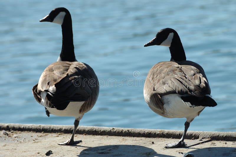 Pair of One -Legged Geese stock image. Image of animal - 627623