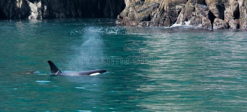 Pair of Orca Swimming Along Coast Stock Image - Image of mist, huge ...