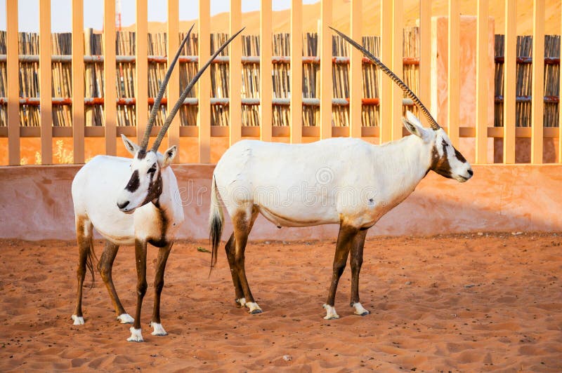 Pair of oryx drinking. stock photo. Image of water, etosha - 2829118