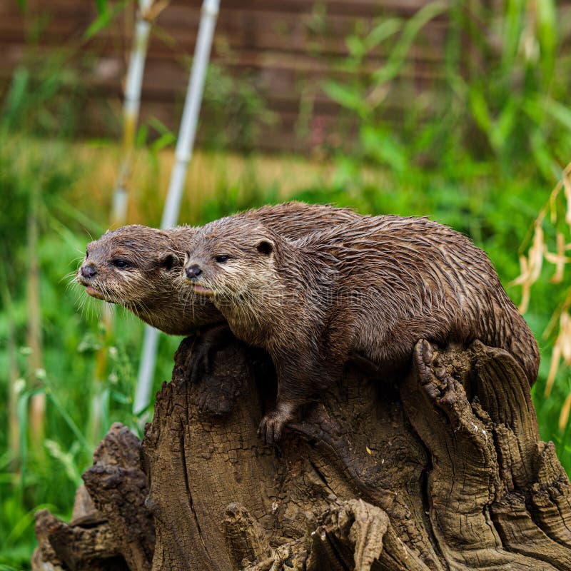 Pair of Otters on a Tree Log in a Blur Stock Photo - Image of wild ...