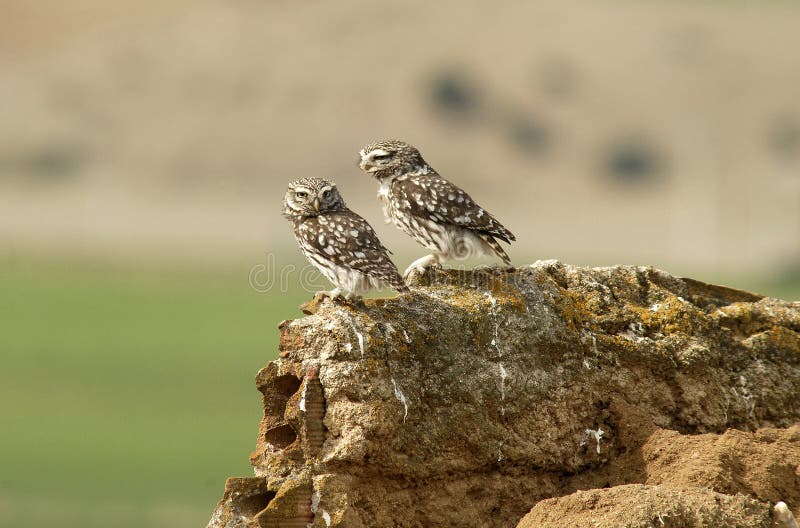 Pair of owls stock image. Image of owls, wings, wildlife - 24091839