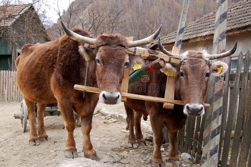 Pair of oxes stock photo. Image of farming, domestic, countryside - 9448736