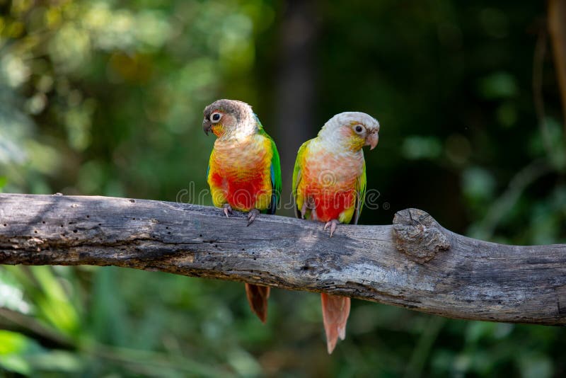 Pair of the Painted Parakeets or Painted Conures Stock Image - Image of ...