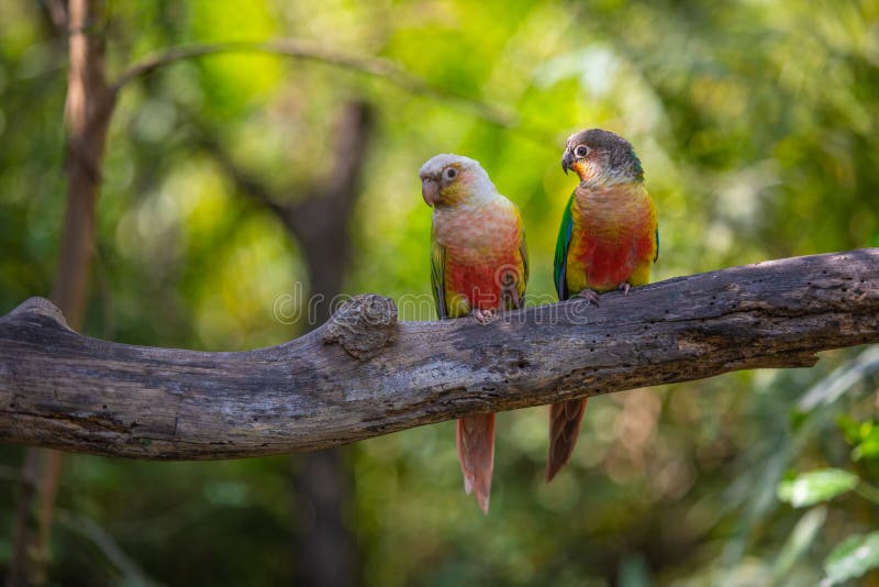 Pair of the Painted Parakeets or Painted Conures Stock Photo - Image of ...