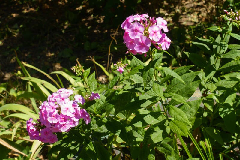 Pair of Panicle of Pink Flowers of Phlox Paniculata Stock Image - Image ...