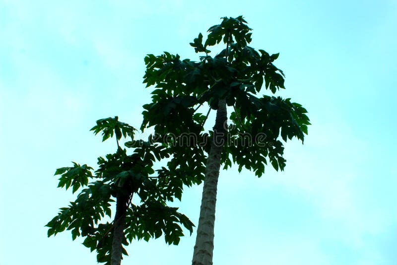 A pair of papaya trees stock photo. Image of grass, produce - 267832994
