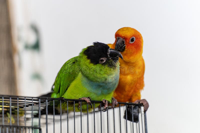 A Pair of Parakeets Grooming Each Other Stock Photo - Image of pair ...