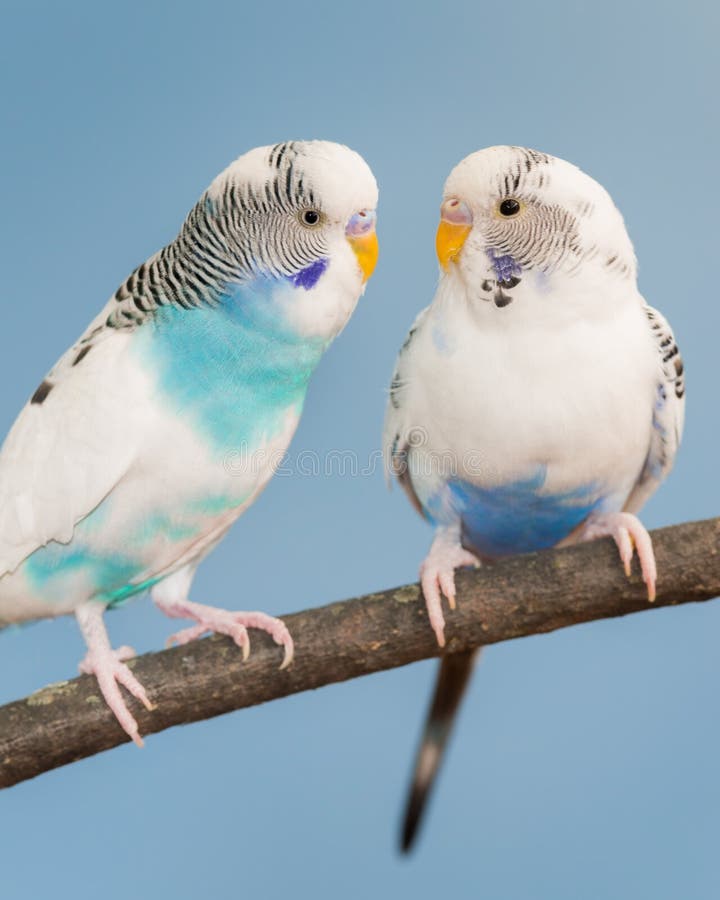 Pair of parakeets stock photo. Image of daytime, perch - 70348906