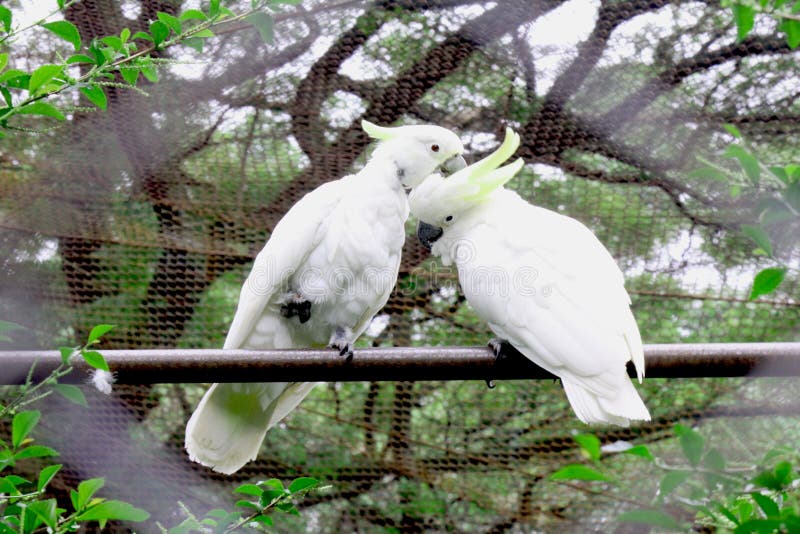 A pair of parrot stock photo. Image of wing, bird, wildlife - 201834740