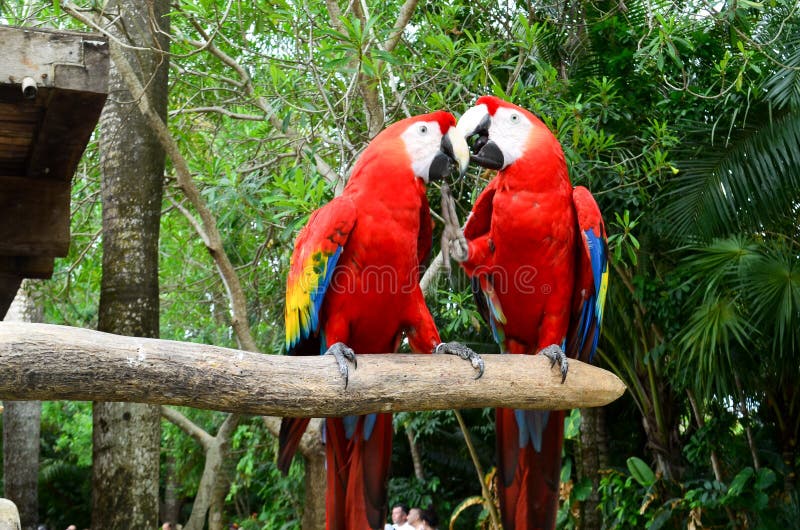 Red Parrot Pair stock image. Image of eyes, beak, manila - 8904821