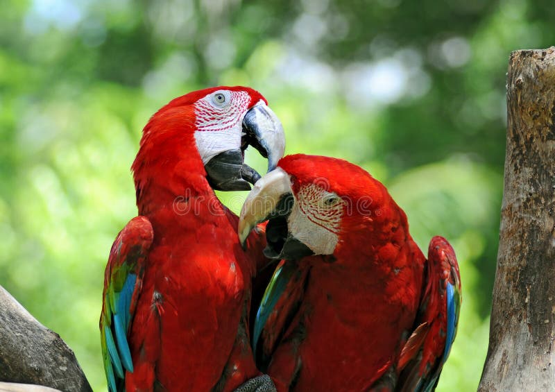 Pair of parrots stock image. Image of love, nature, friendship - 15306393