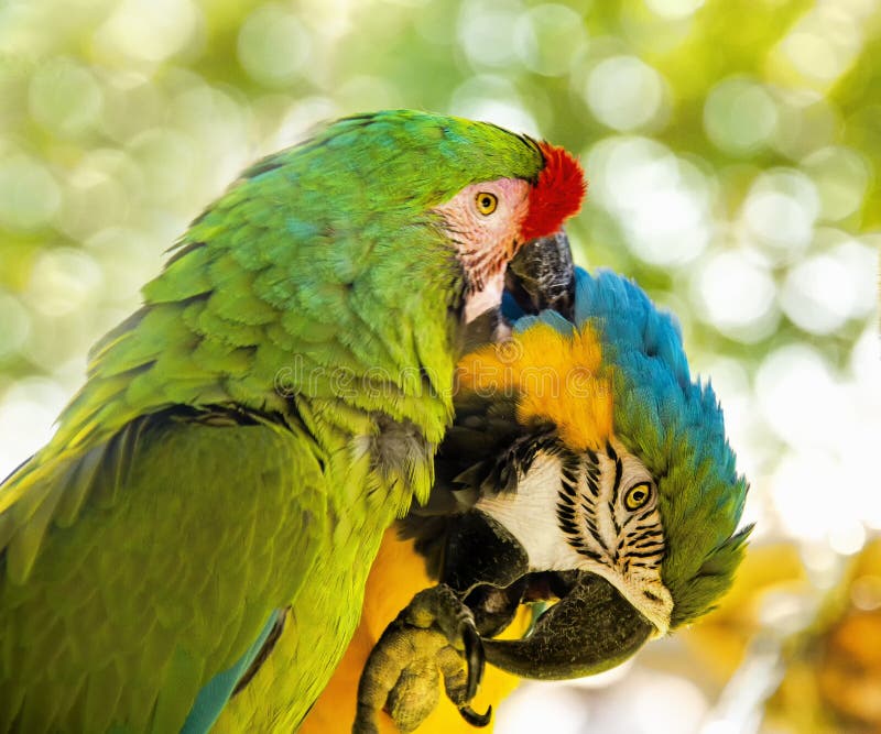 Pair of parrots stock photo. Image of bond, light, couple - 502360